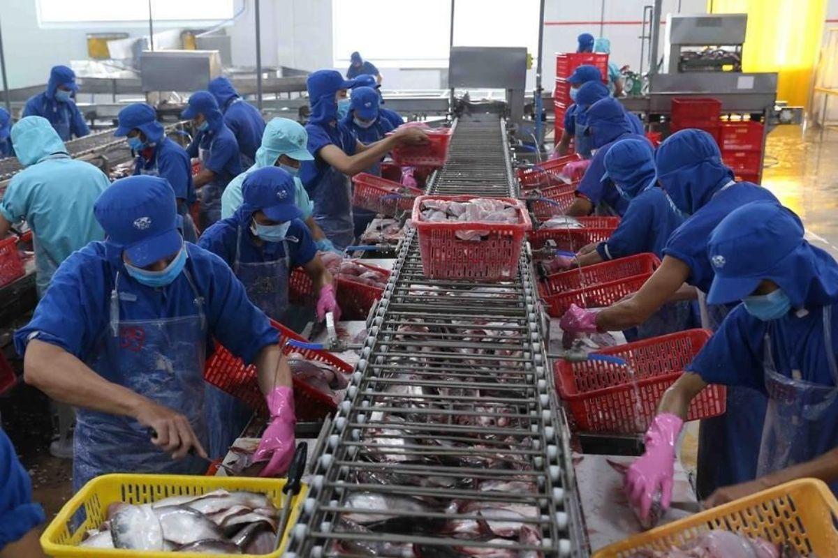 Camimex Group (CMX) hợp tác với Hàn Quốc: Bước đột phá cho thủy sản ...