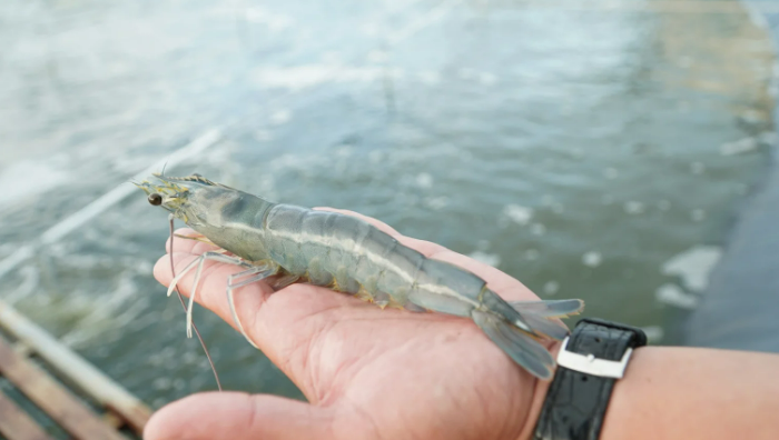 Song trùng thuế quan, siết chặt quy định: phép thử then chốt đối với ...