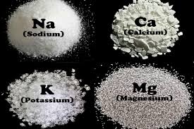 Ảnh Hưởng Của Thành Phần Ion Đến Sự Phát Triển Và Sống Sót Của Tôm Thẻ Chân Trắng